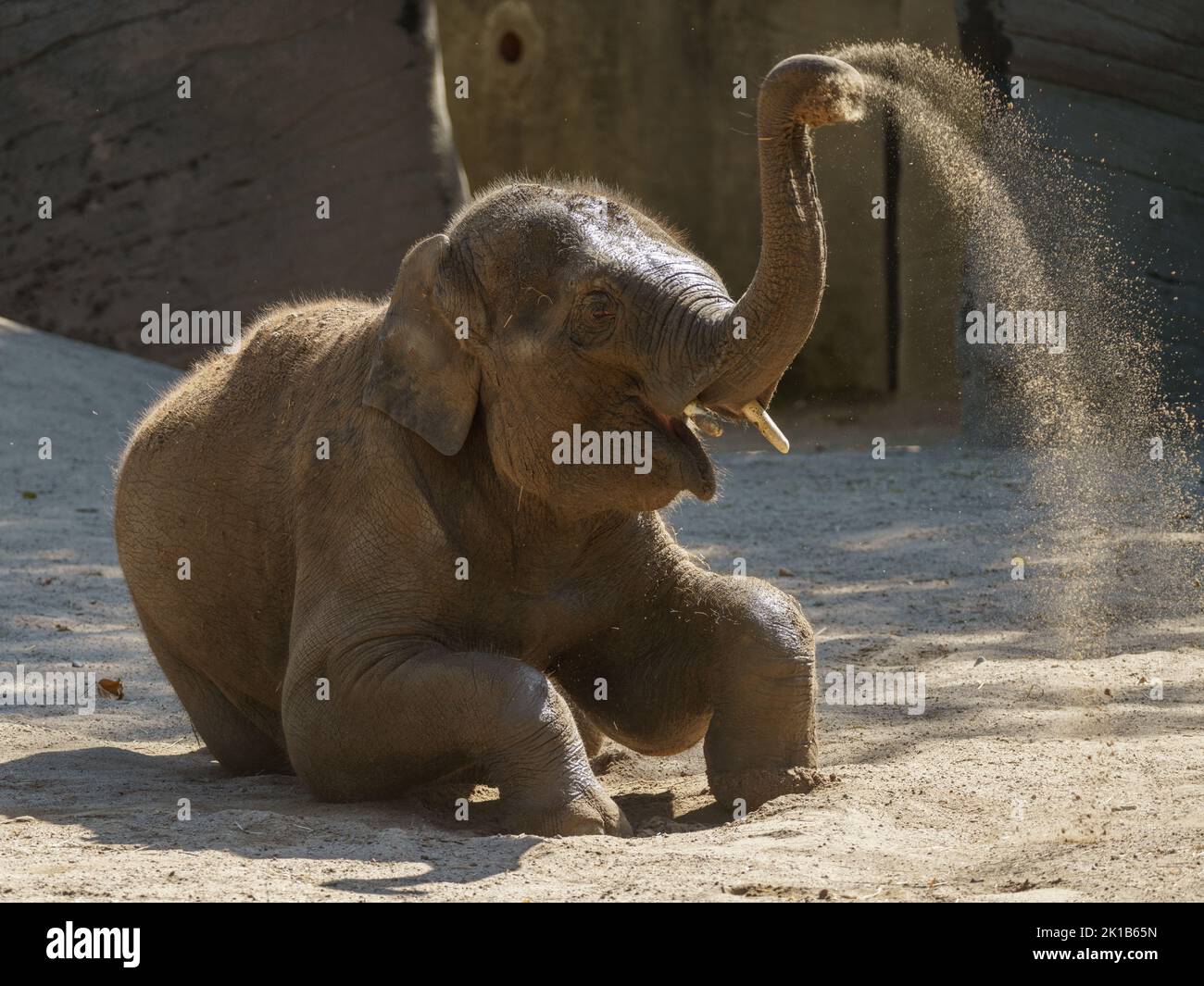 Elephant sand dust hi-res stock photography and images - Alamy