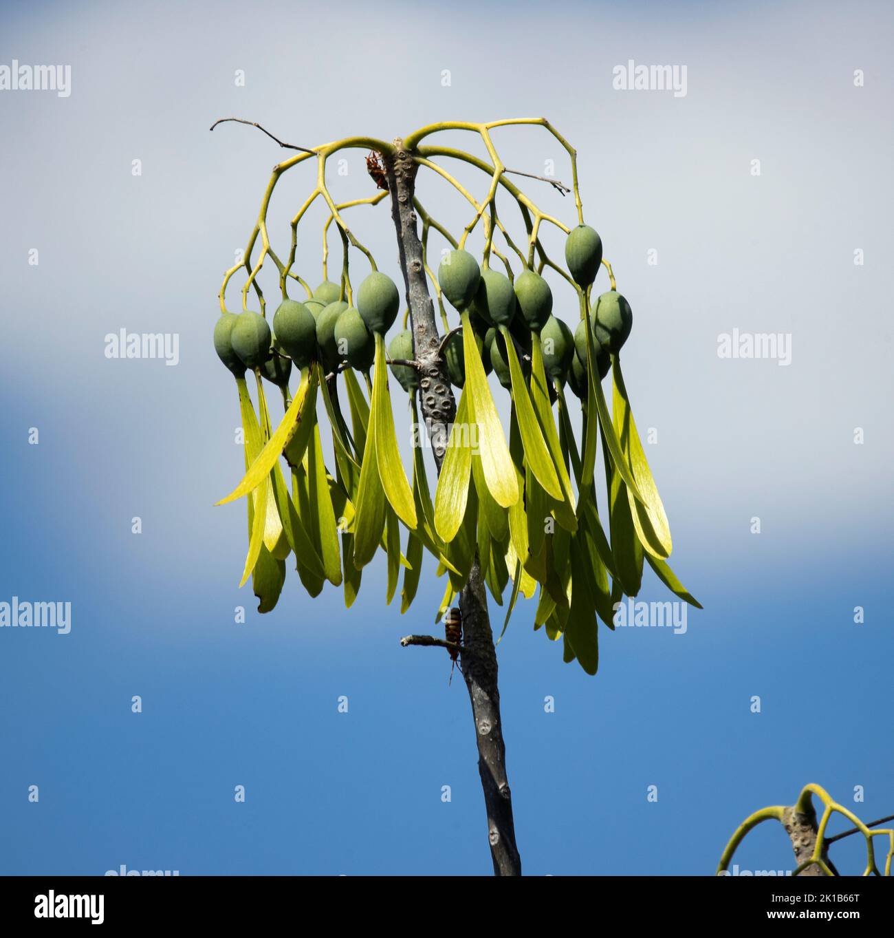 The distinctive twin-bladed seeds of the Helicopter Tree ensure that ...