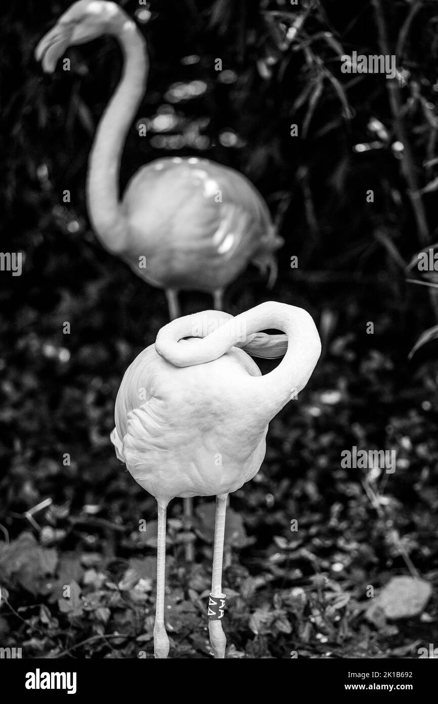 A vertical closeup of flamingos shot in grayscale Stock Photo - Alamy