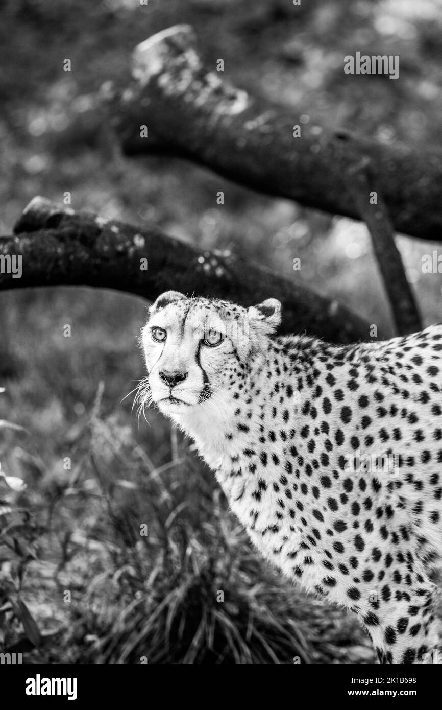 A vertical grayscale shot of a cheetah (Acinonyx jubatus) in the zoo ...