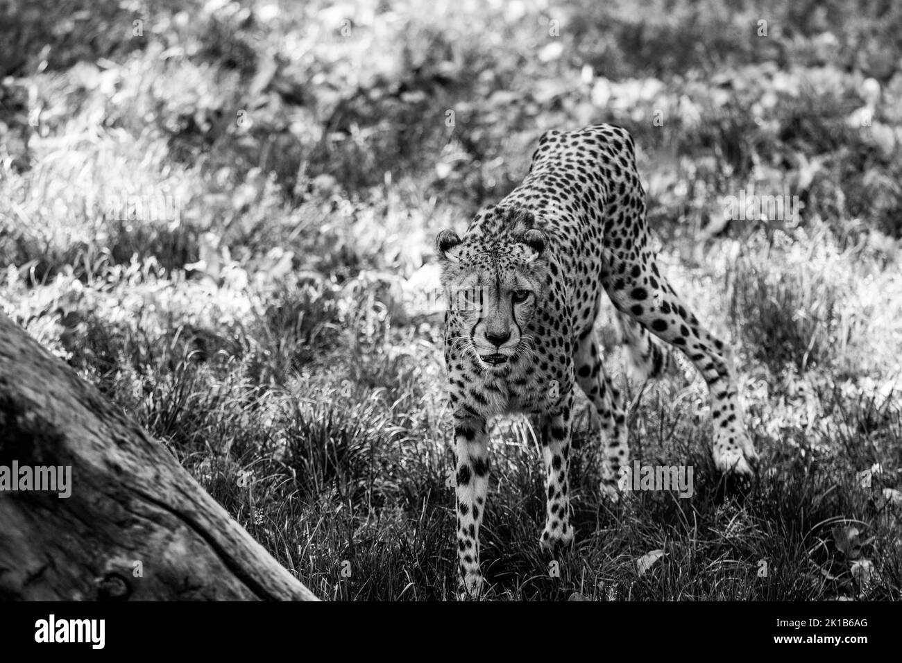 A grayscale shot of a wild cheetah (Acinonyx jubatus) in the zoo Stock ...