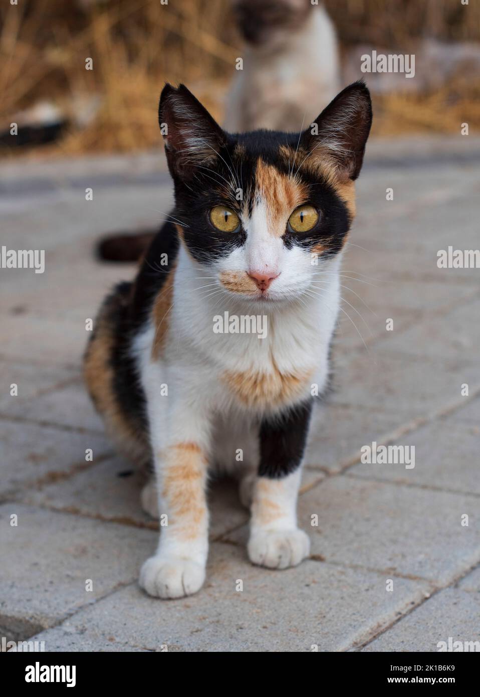 Tricolor cat with yellow eyes looking at the camera Stock Photo - Alamy