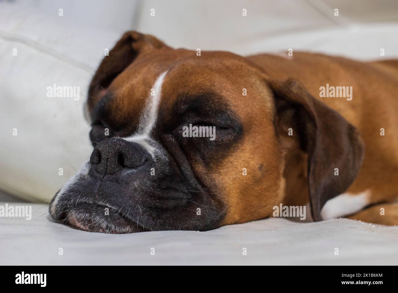Boxer breed dog sleeping on the sofa Stock Photo - Alamy