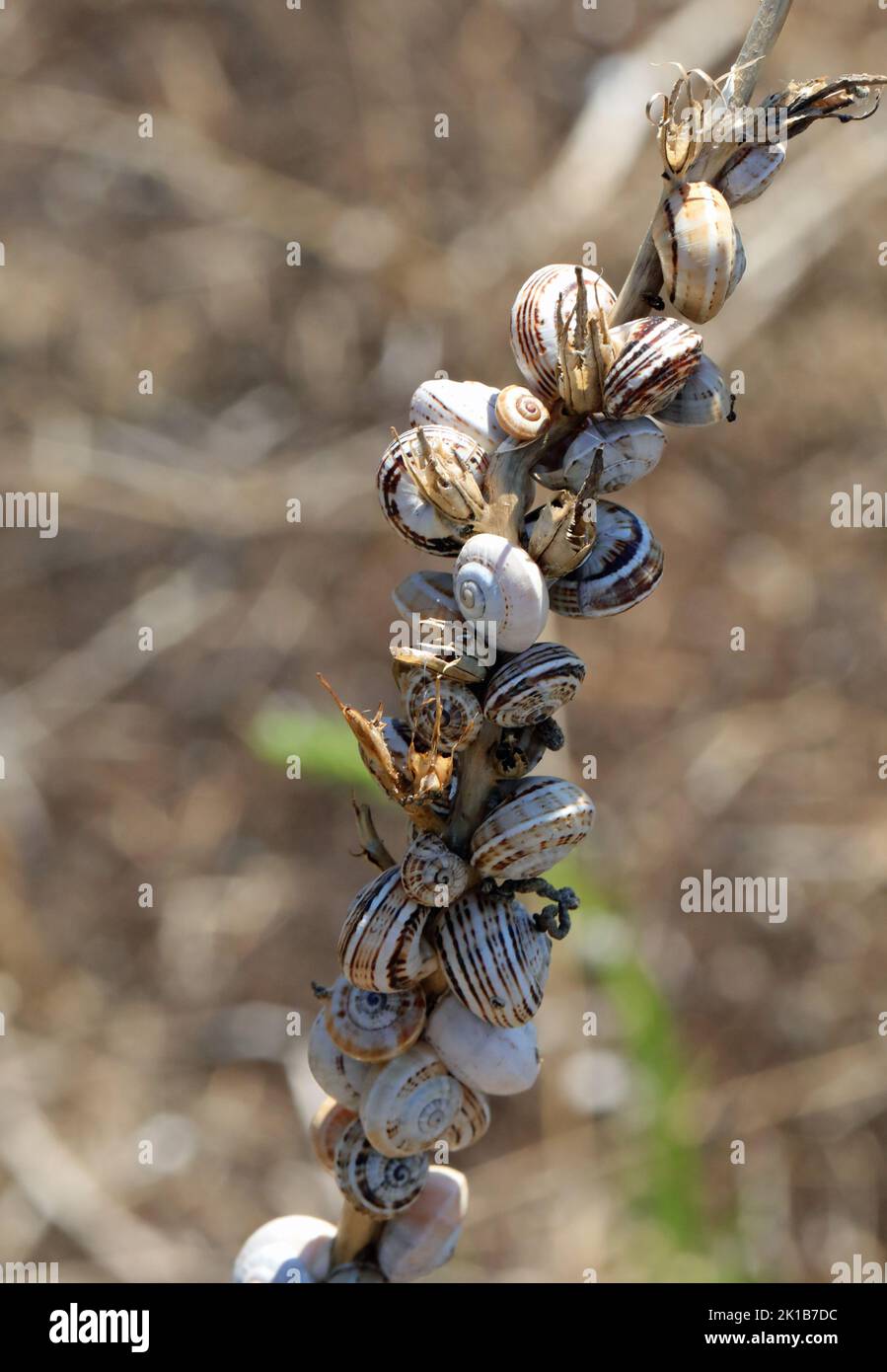 small snail shells are a typical culinary dish of Italian cuisine ...
