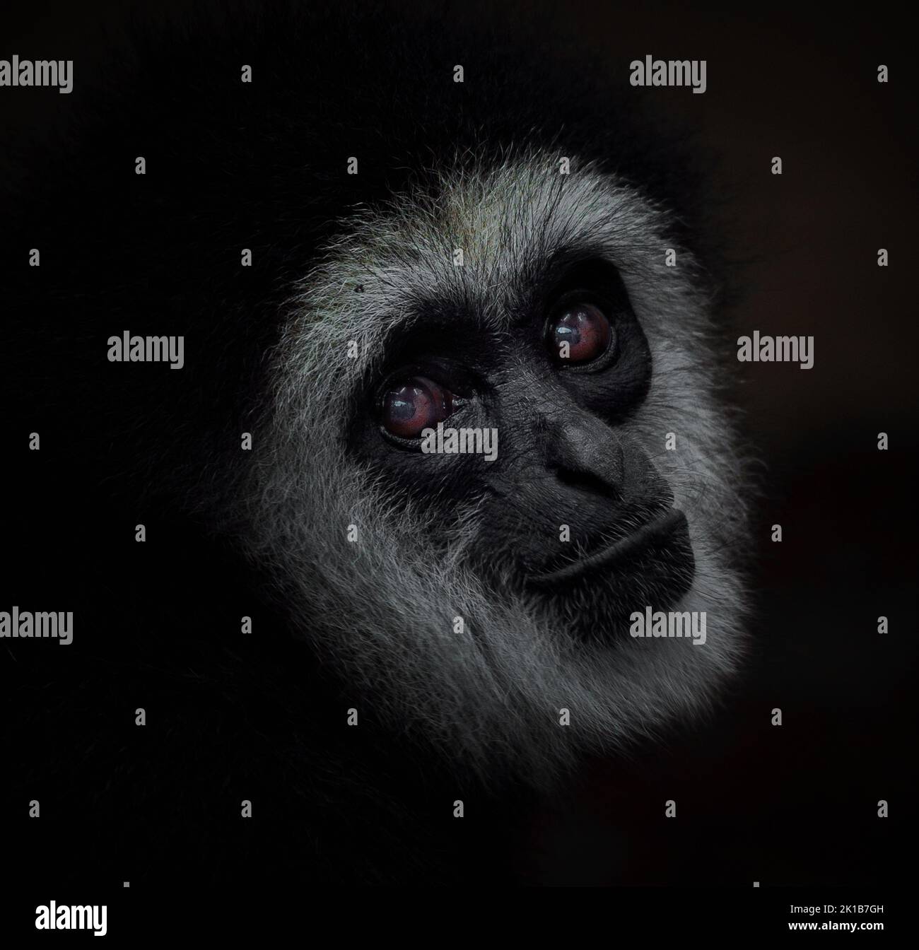 Close up of thoughtful baboon (papio), monkey deep in thought Stock ...