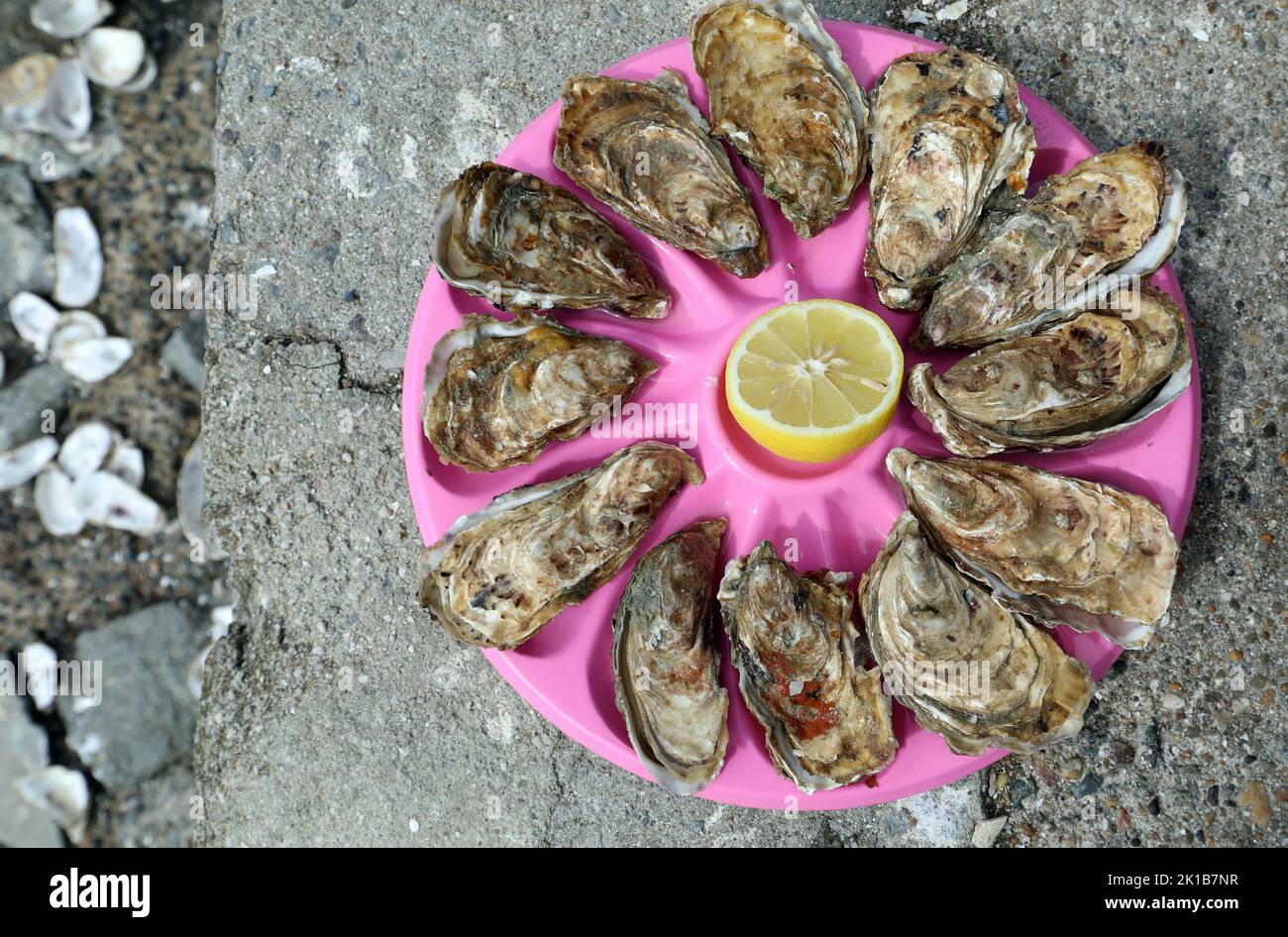 Tray with a dozen fresh sea oysters and yellow lemon ready to be eaten ...