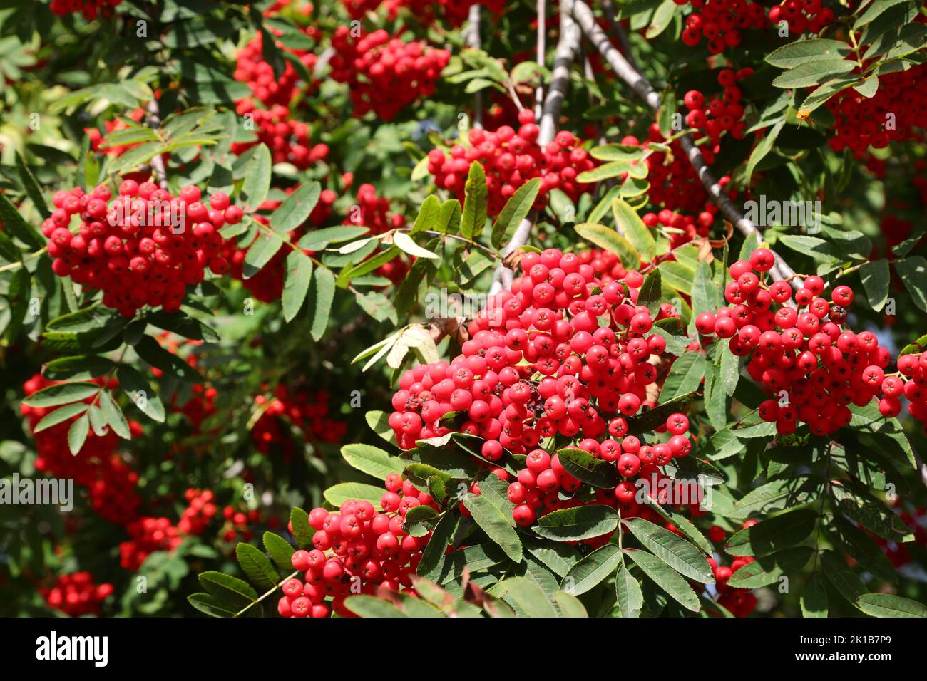 Tree with ripe red berries called Sorbus aucuparia or commonly rowan in ...