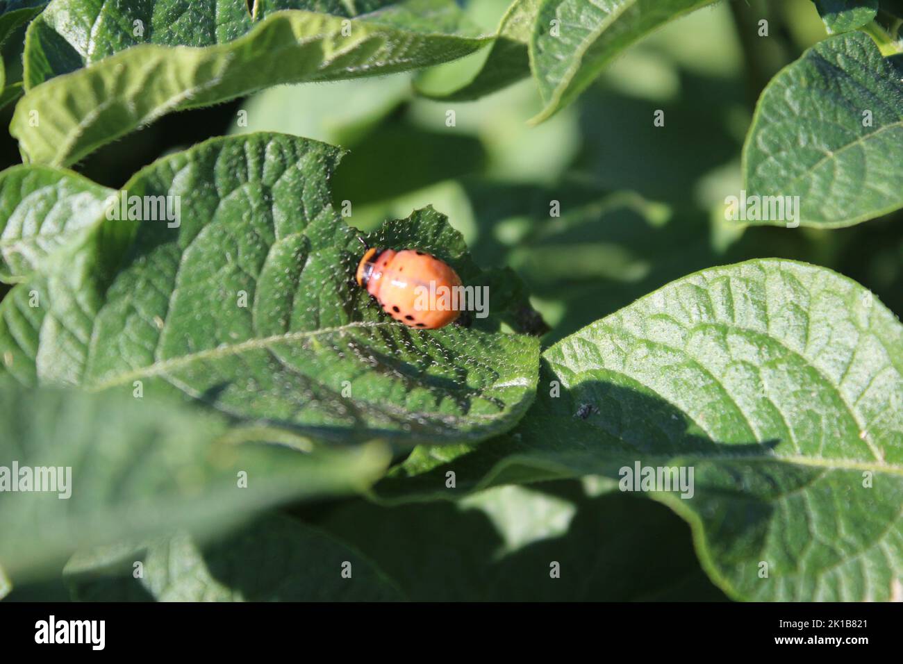 The Colorado potato beetle is a bright orange insect. Insects on the ...