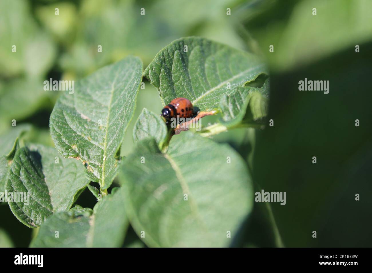 The Colorado potato beetle is a bright orange insect. Insects on the ...