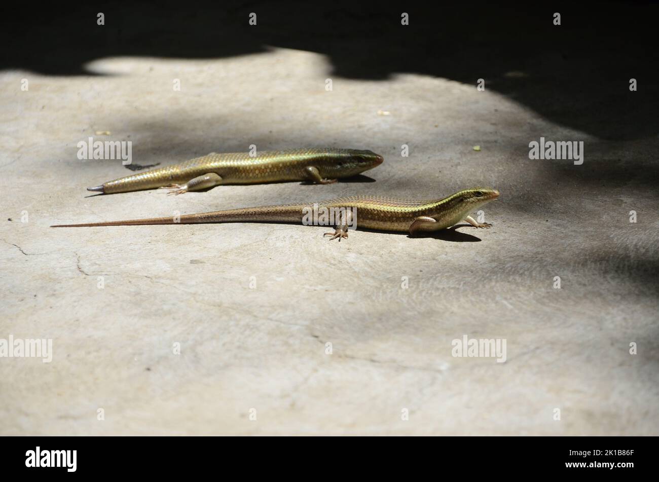 A closeup of Trachylepis striata lizards crawling on a concrete surface ...