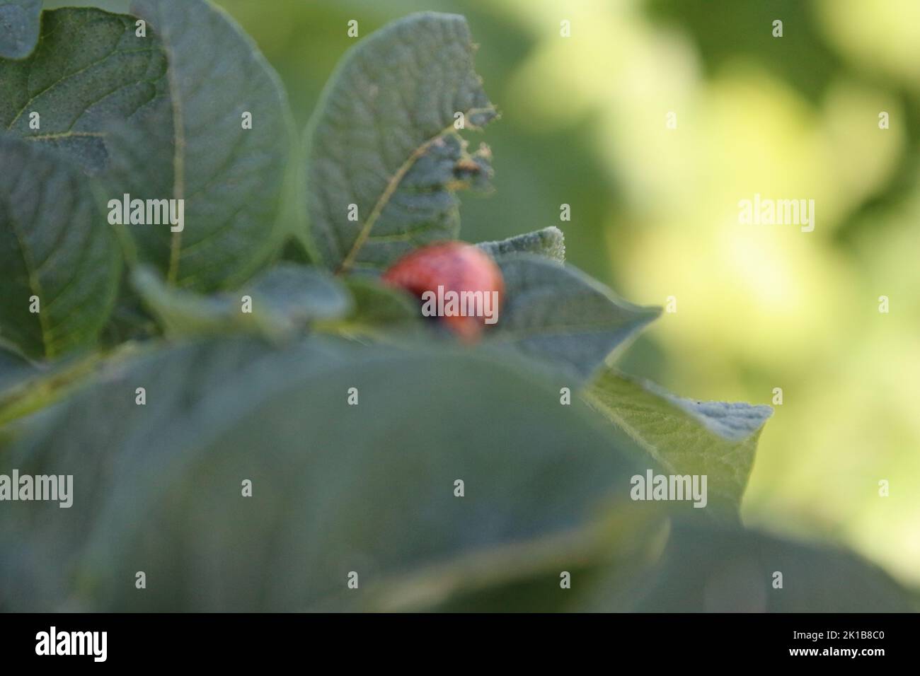 The Colorado potato beetle is a bright orange insect. Insects on the ...