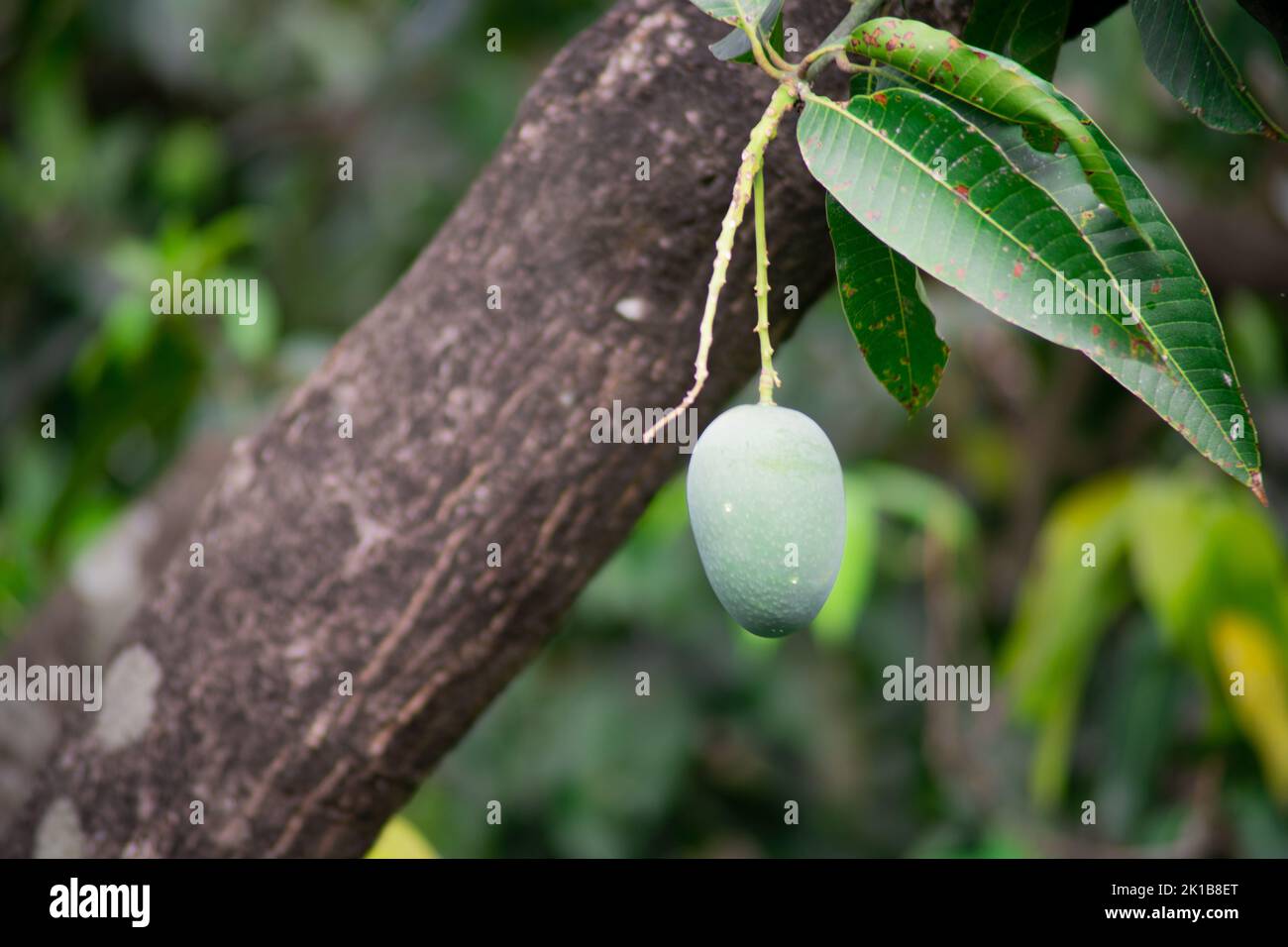 green unripe mangoes hanging on trees to the dense jungle showing this ...