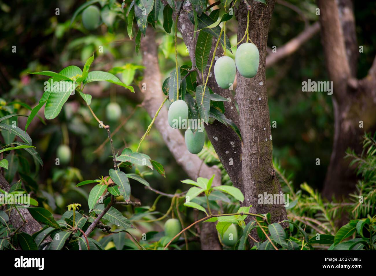 green unripe mangoes hanging on trees to the dense jungle showing this ...