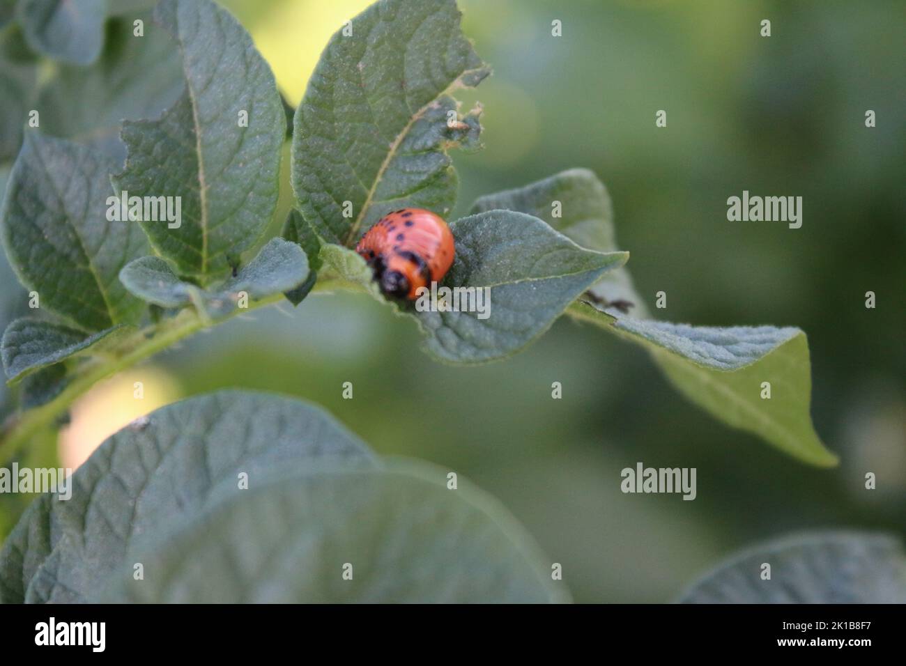 The Colorado potato beetle is a bright orange insect. Insects on the ...