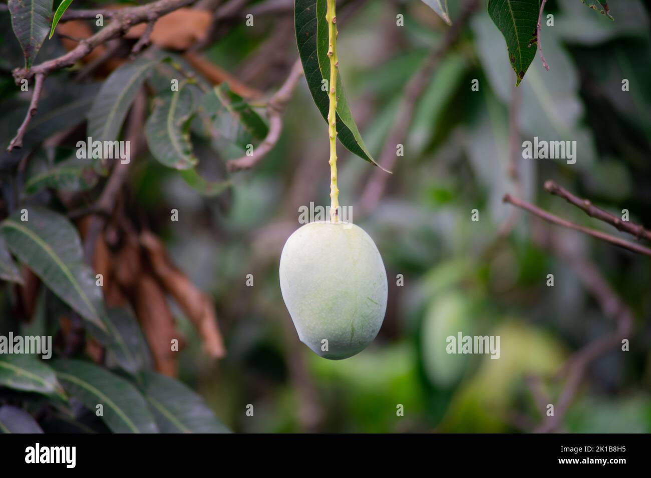 green unripe mangoes hanging on trees to the dense jungle showing this ...