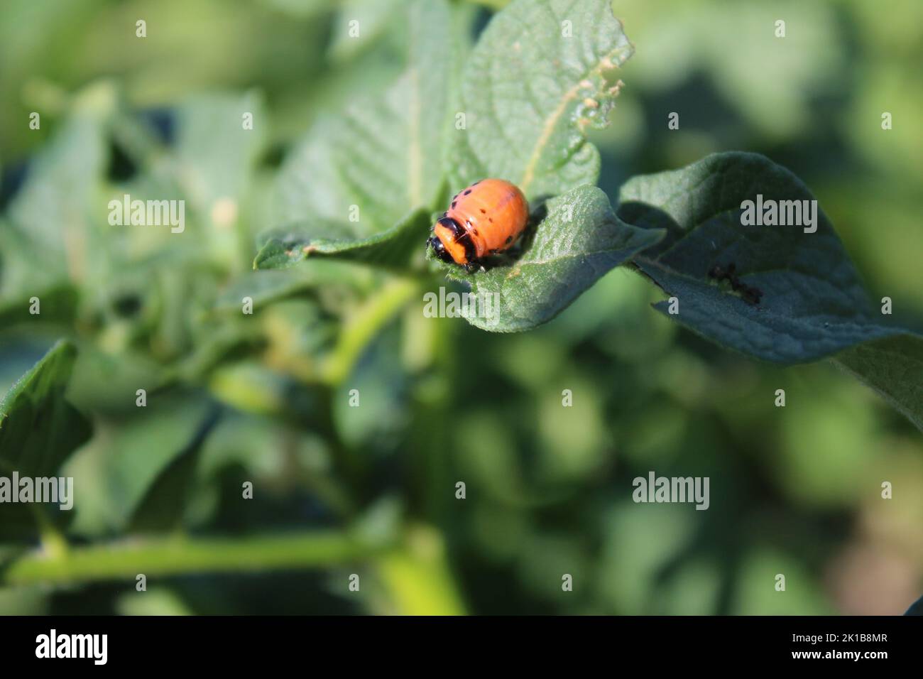 The Colorado potato beetle is a bright orange insect. Insects on the ...
