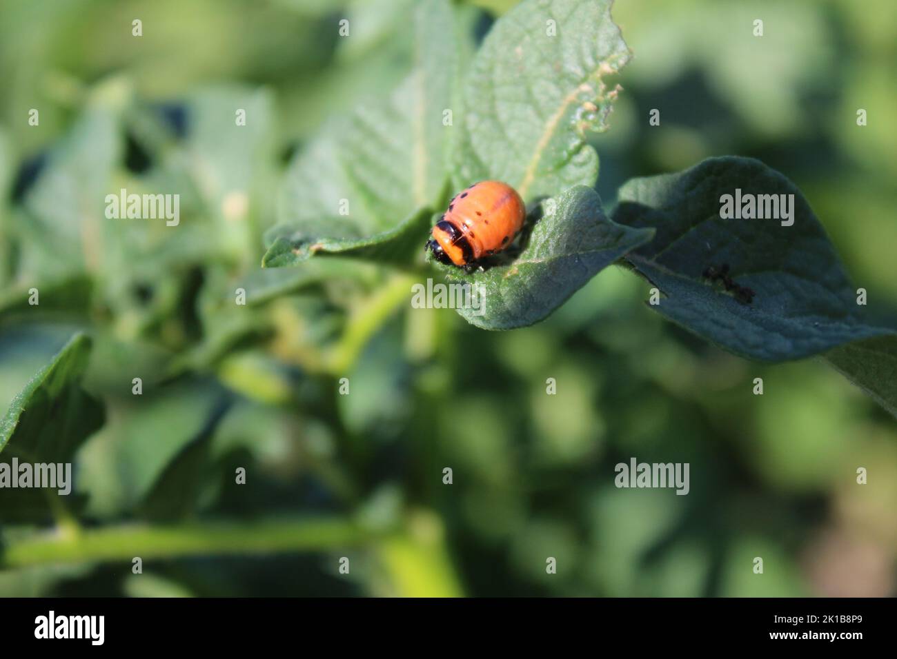 The Colorado potato beetle is a bright orange insect. Insects on the ...