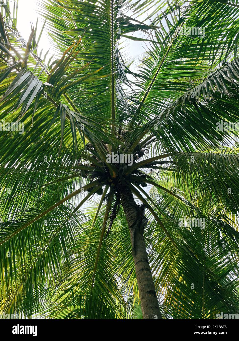 Bottom of the palm tree hi-res stock photography and images - Alamy