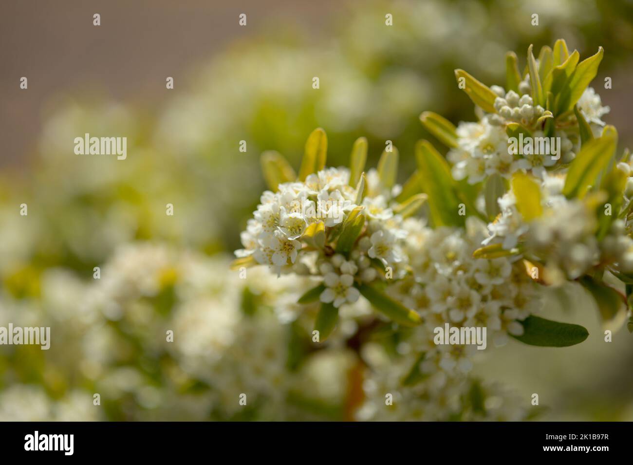 Small white flowers of Pyracantha, firethorn, natural macro floral ...
