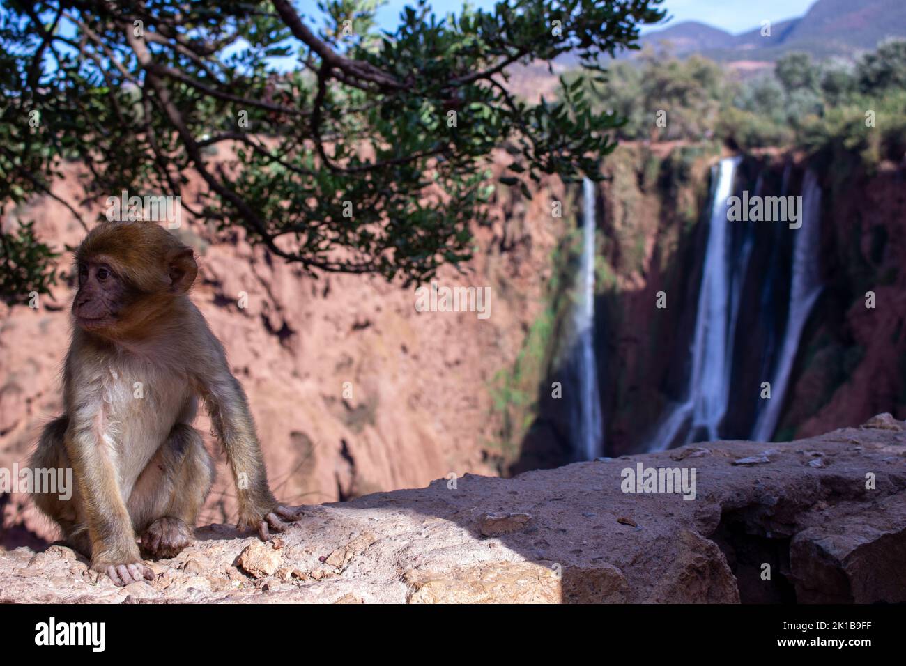 A shallow focus shot of an adorable macaque against the waterfall ...