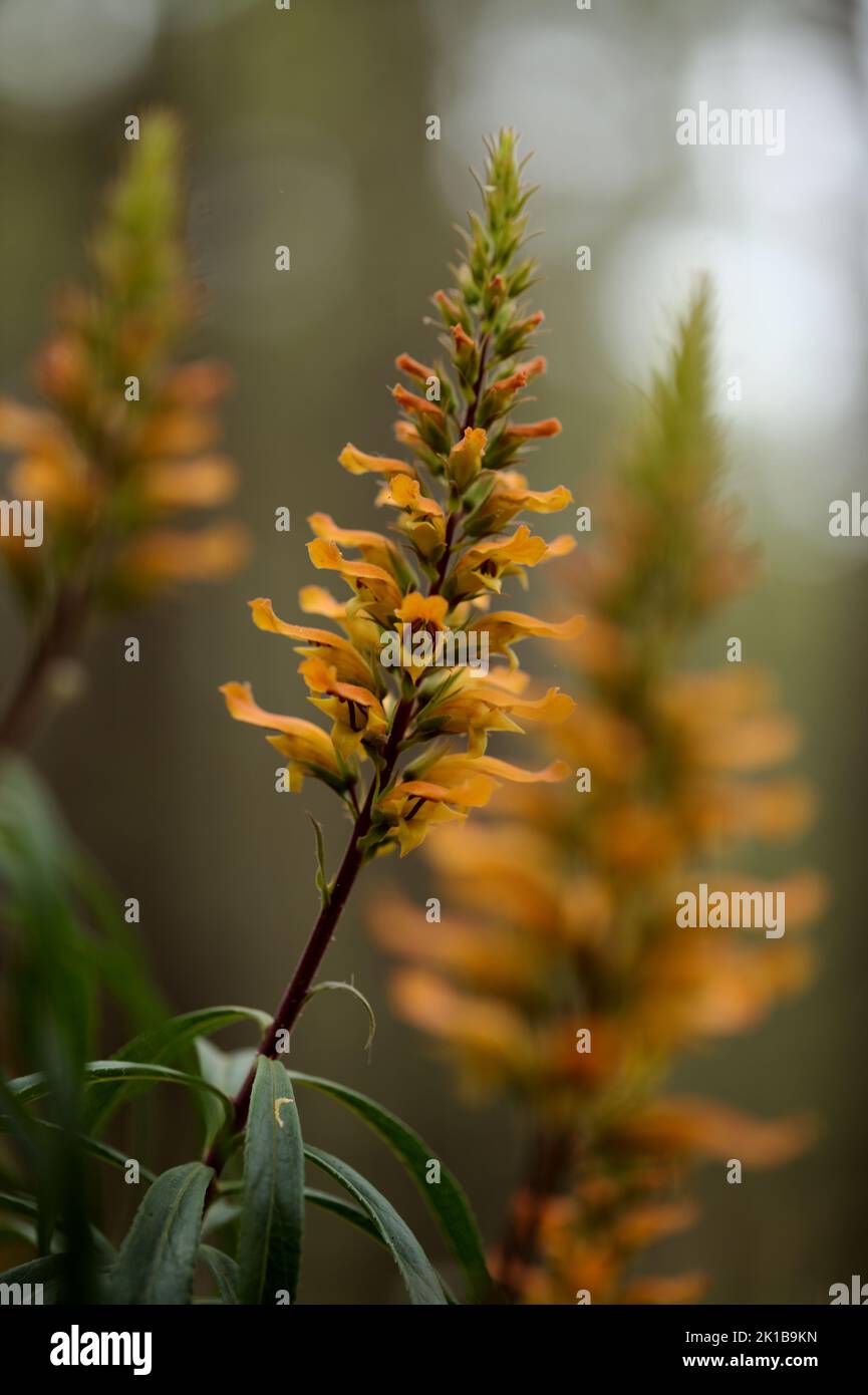 Flora of Gran Canaria - orange and red flowers of Isoplexis isabelliana ...