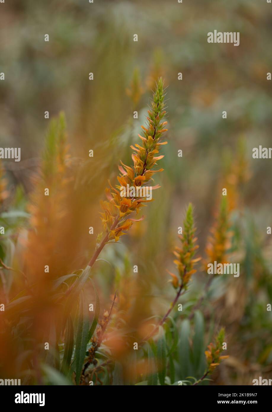 Flora of Gran Canaria - orange and red flowers of Isoplexis isabelliana ...