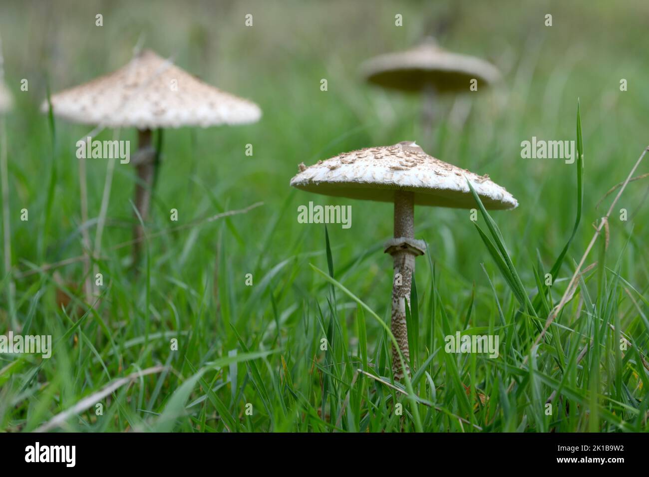 Parasol mushrooms provide an excellent meal. A low angle view of three ...