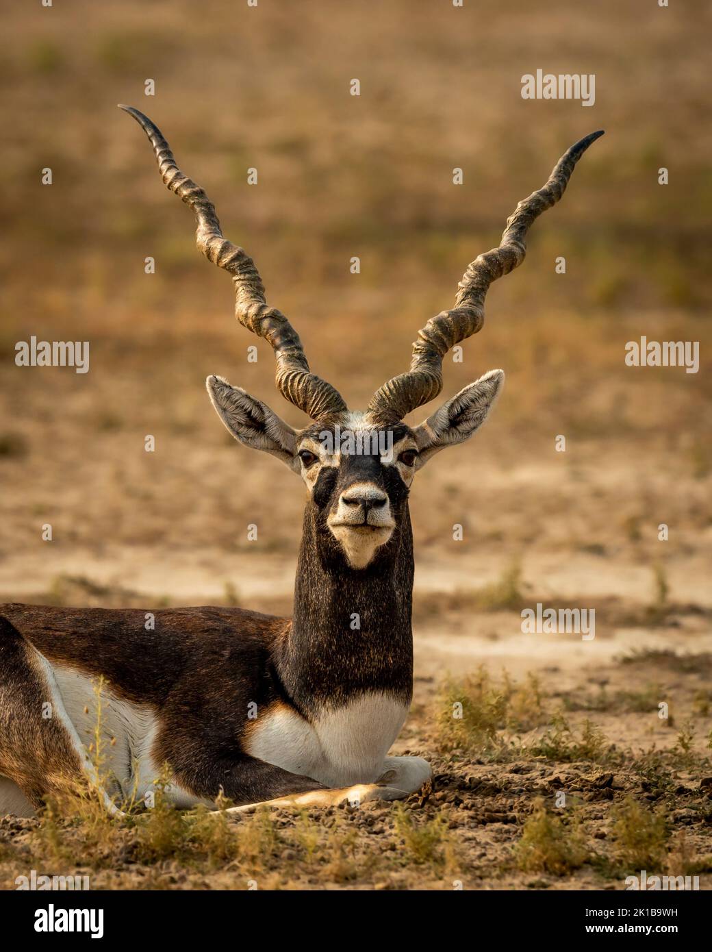 wild male blackbuck or antilope cervicapra or indian antelope closeup ...