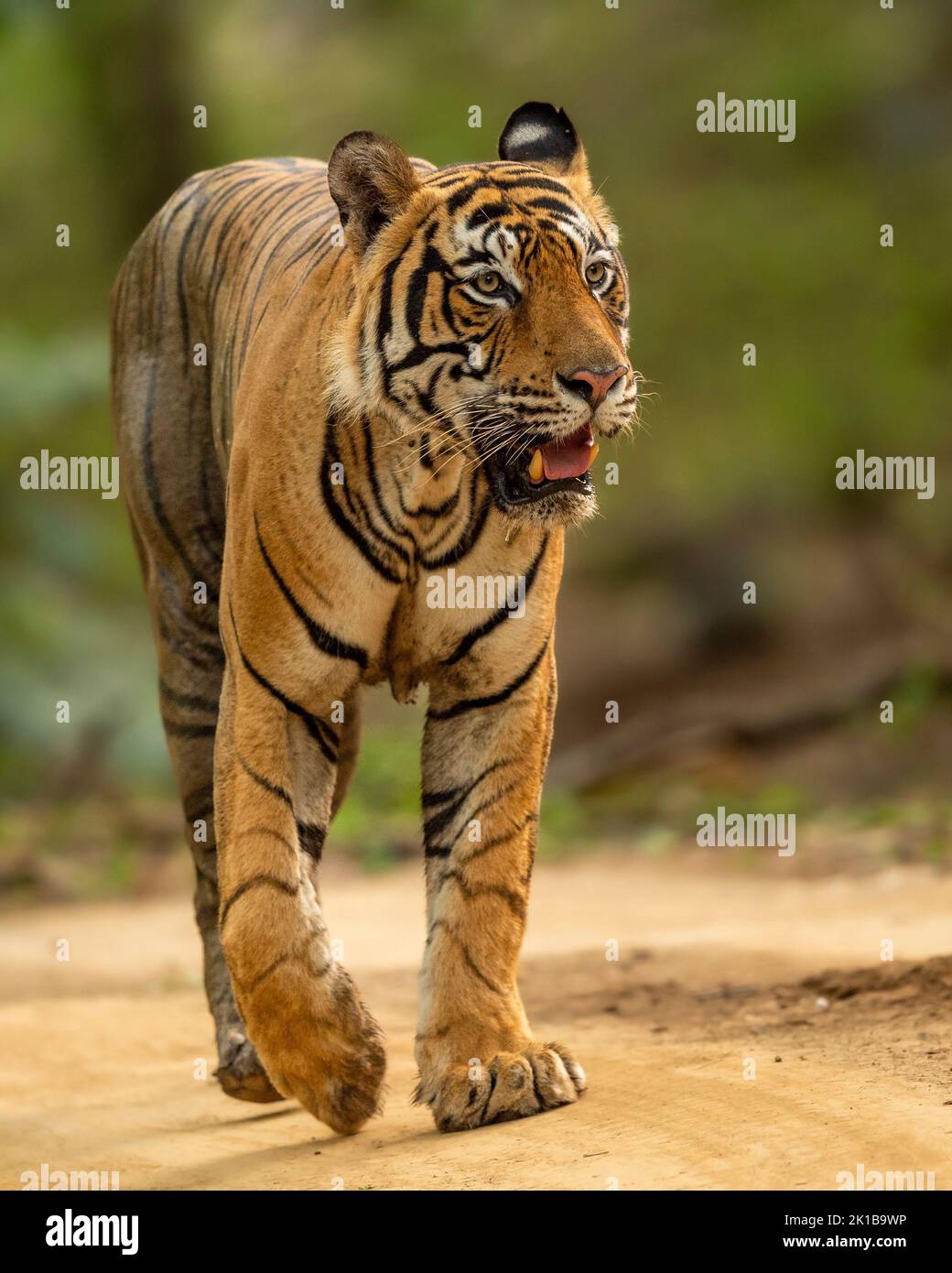 wild adult bengal male tiger or panthera tigris tigris head on walking ...