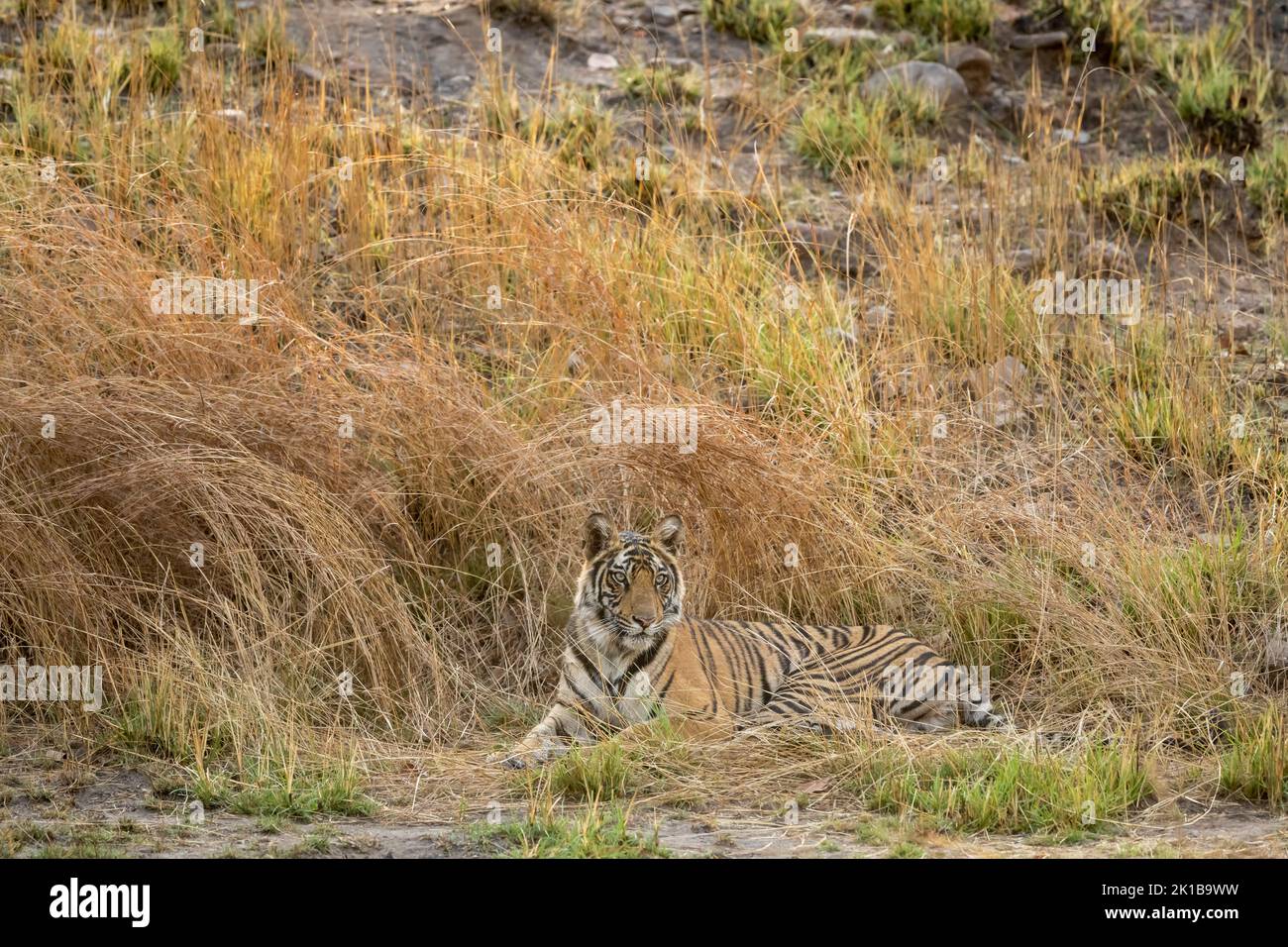 Indian wild sub-adult bengal female tiger or panthera tigris tigris ...