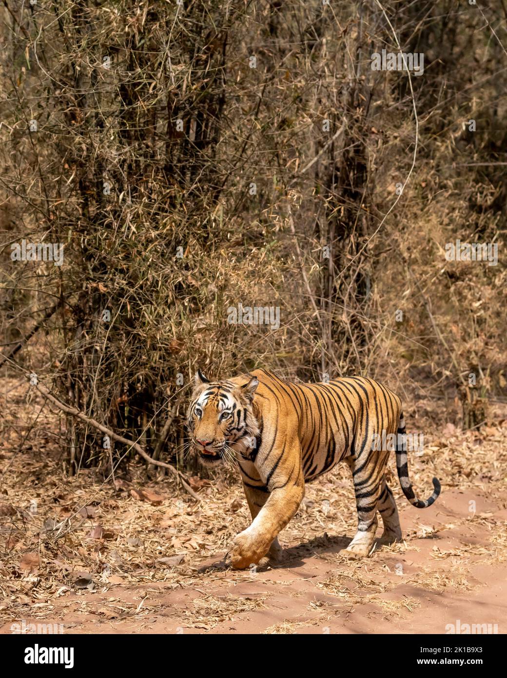 Indian wild male bengal tiger or panthera tigris tigris on territory ...
