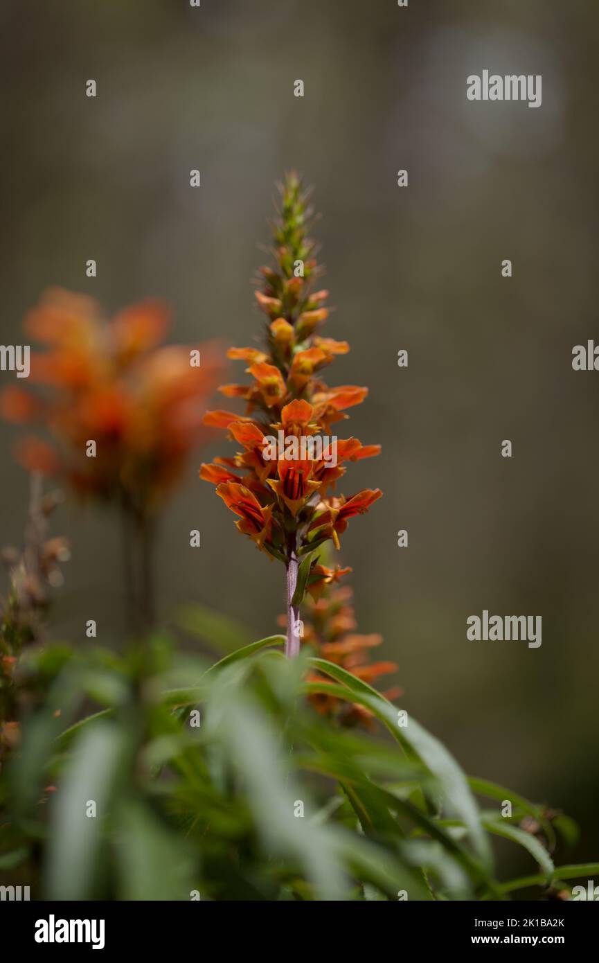 Punus canariensis hi-res stock photography and images - Alamy