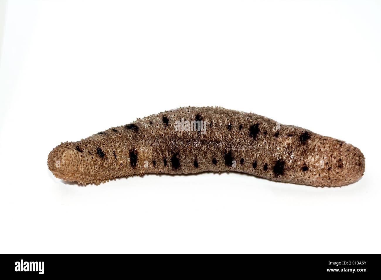 Sea cucumber isolated on white background, echinoderms from the class ...