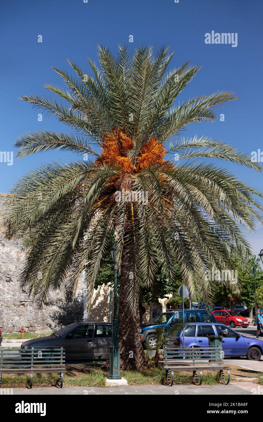 A beautiful palm tree in the center of Corfu town on a Greek island ...