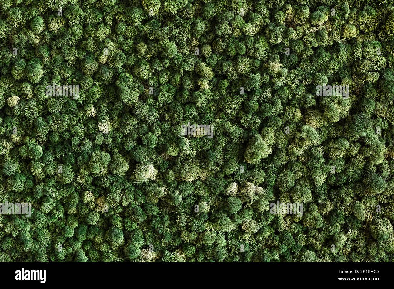 Green abstract moss background, decorative moss for interior decoration ...
