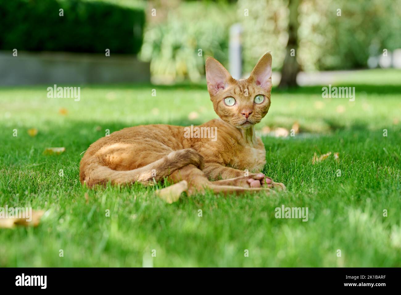 Devon rex cat play hi-res stock photography and images - Alamy