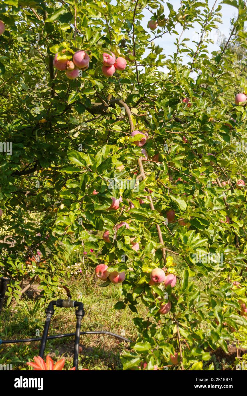 An apple tree Petzow, Germany Stock Photo - Alamy