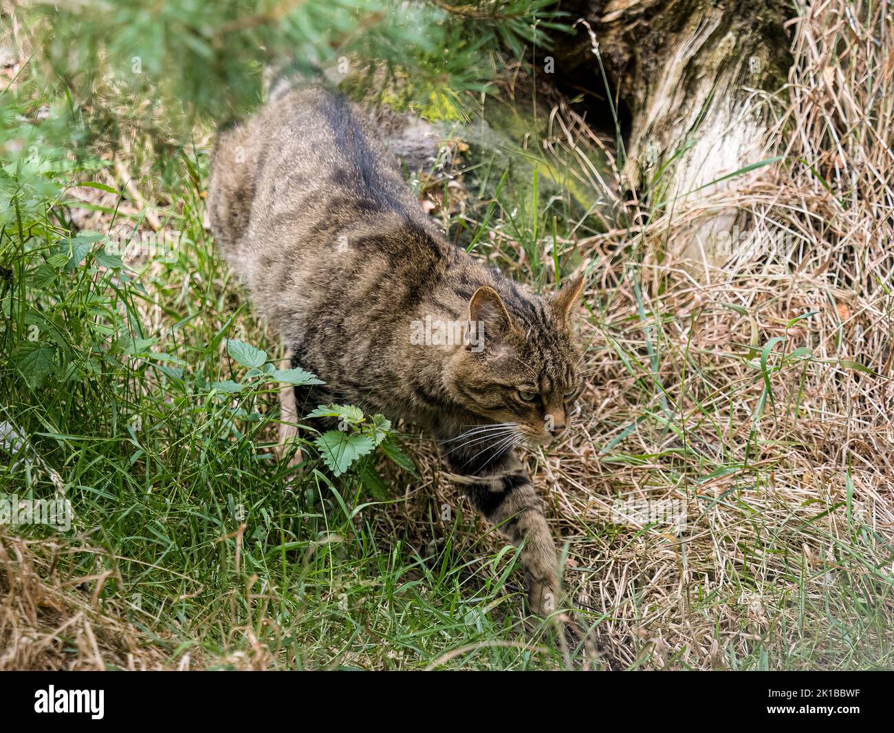 A captive Scottish wildcat - part of the breeding and reintroduction ...