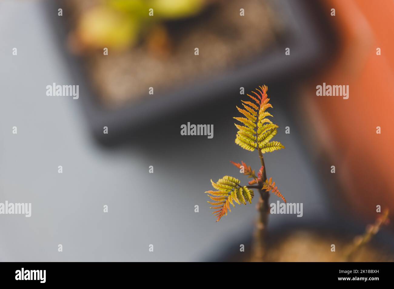 Jacaranda tree backyard hi-res stock photography and images - Alamy