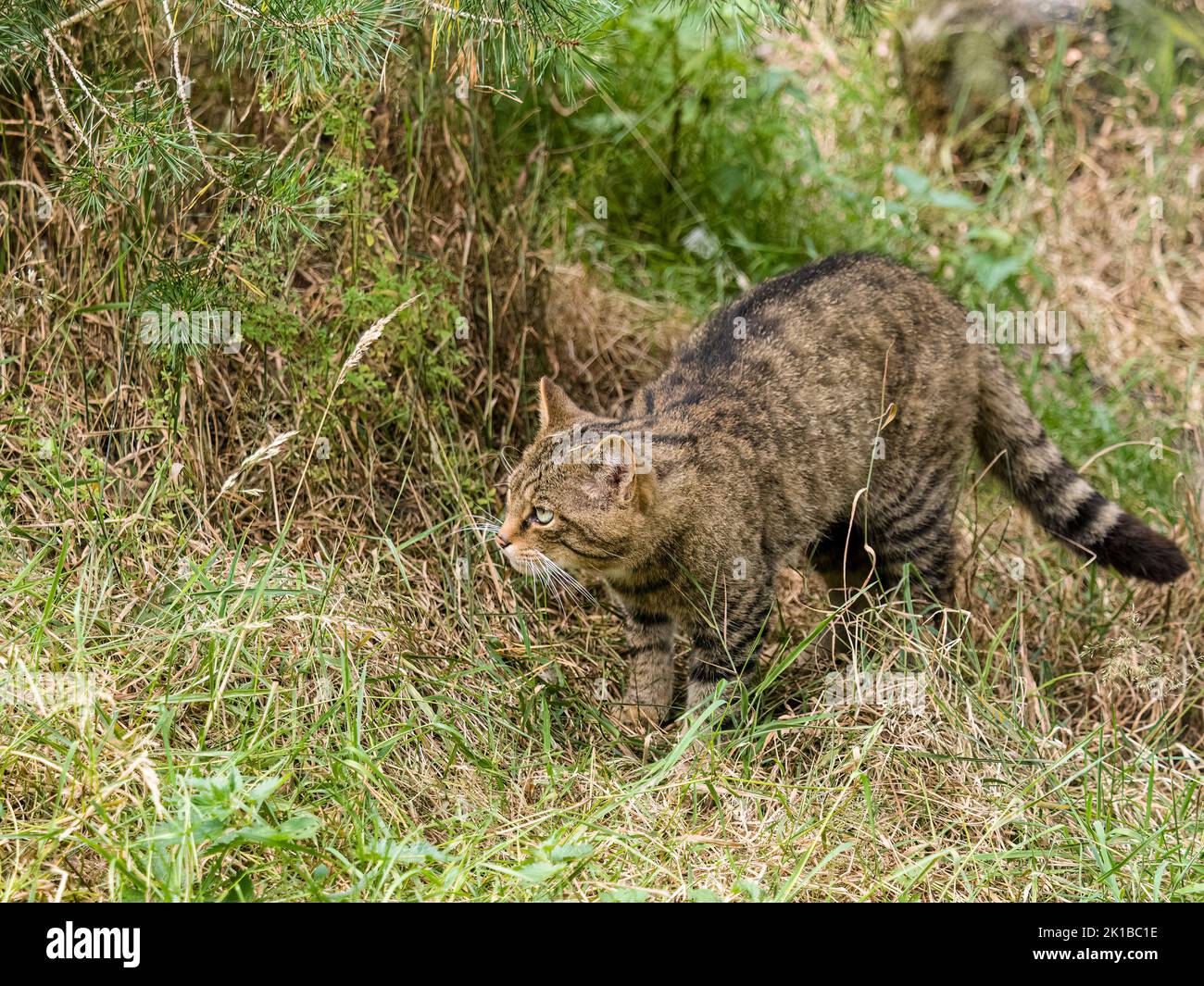 A captive Scottish wildcat - part of the breeding and reintroduction ...