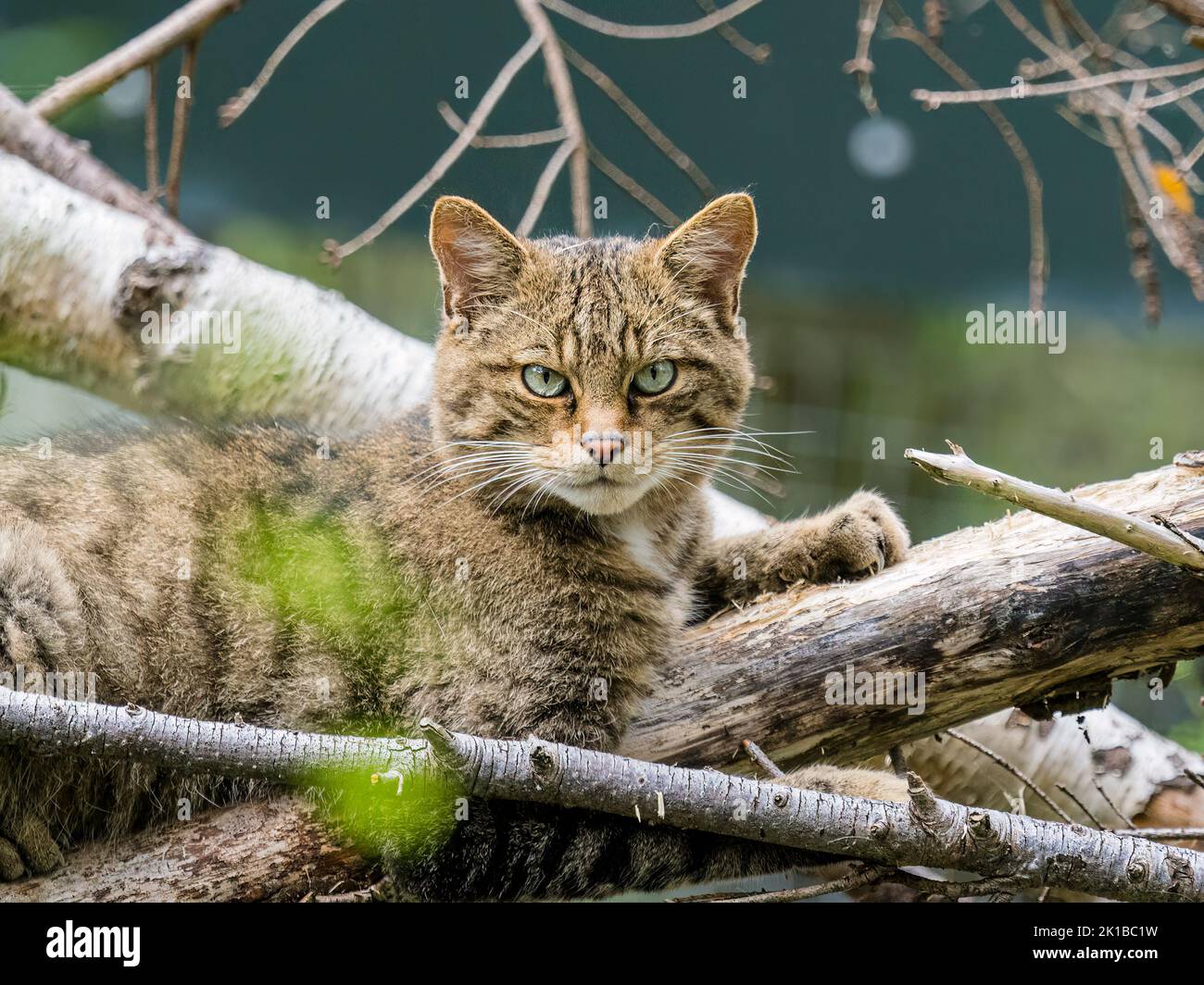 A captive Scottish wildcat - part of the breeding and reintroduction ...