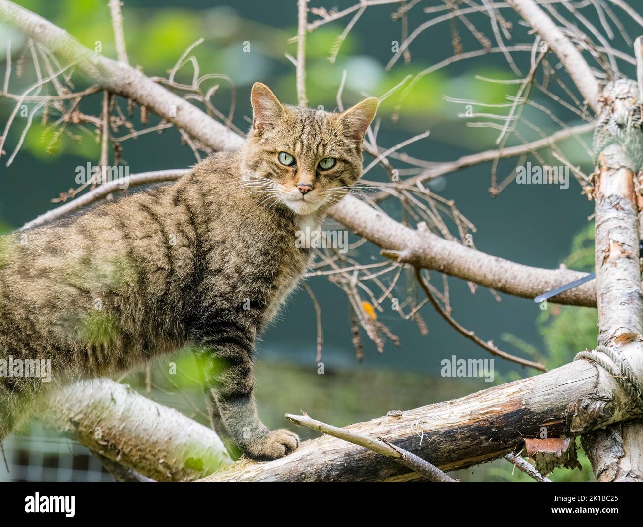 A captive Scottish wildcat - part of the breeding and reintroduction ...