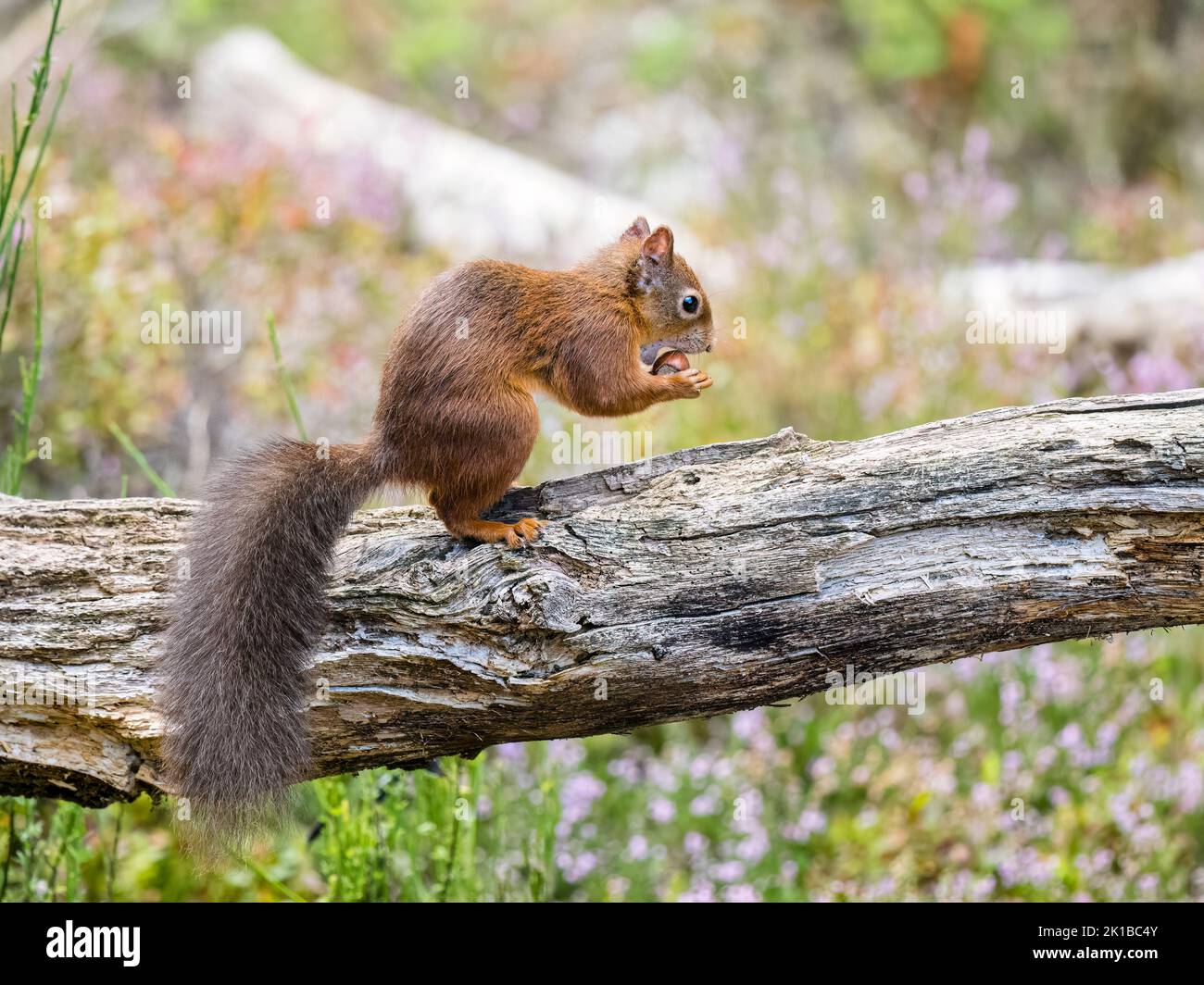 The native red squirrel in Scottish woodlands Stock Photo - Alamy