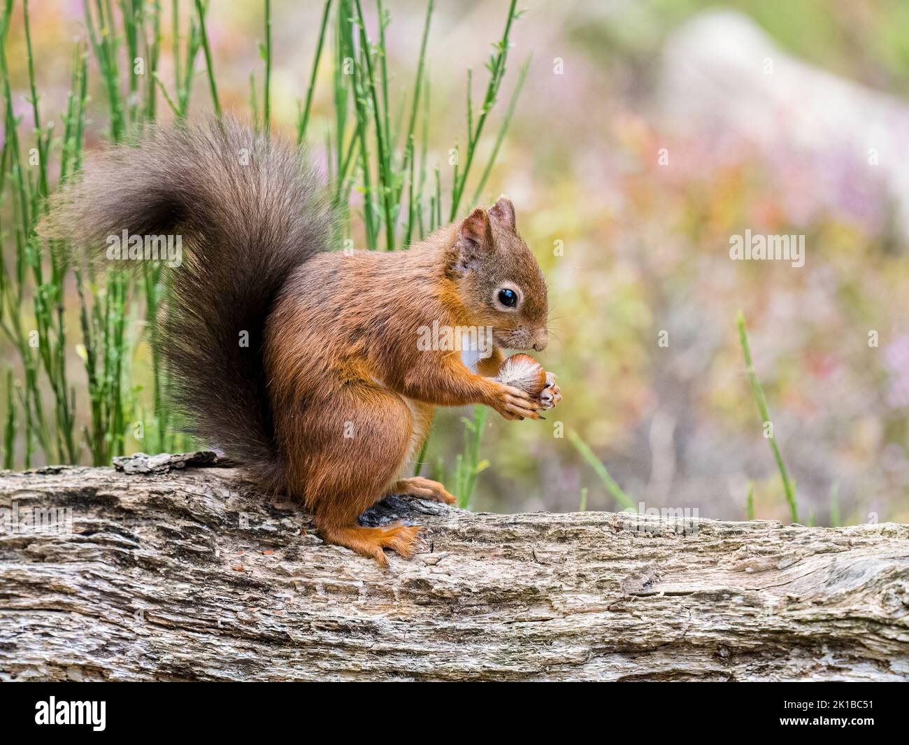The native red squirrel in Scottish woodlands Stock Photo - Alamy