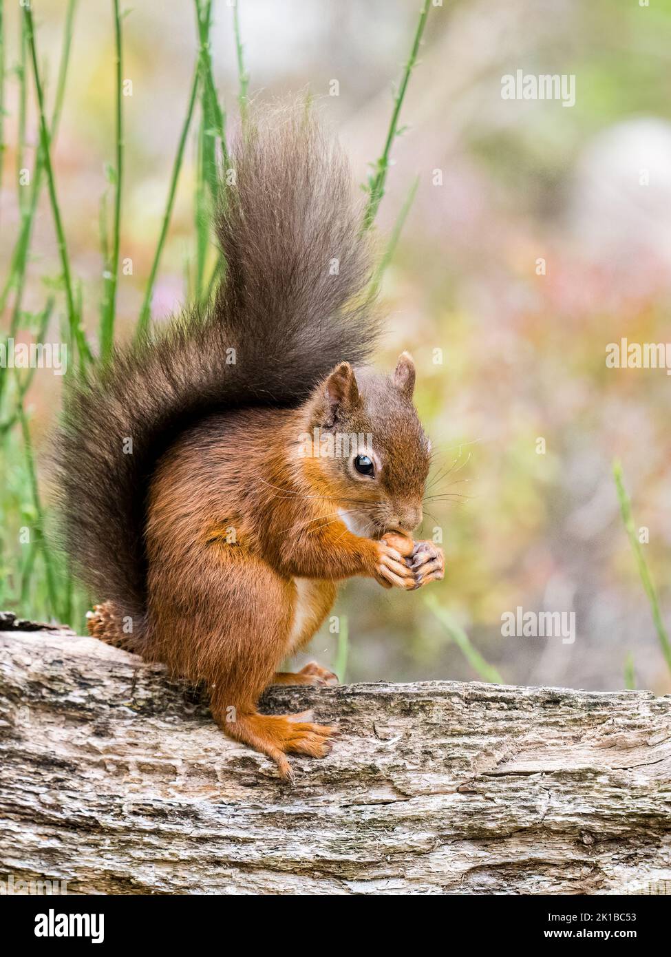 The native red squirrel in Scottish woodlands Stock Photo - Alamy
