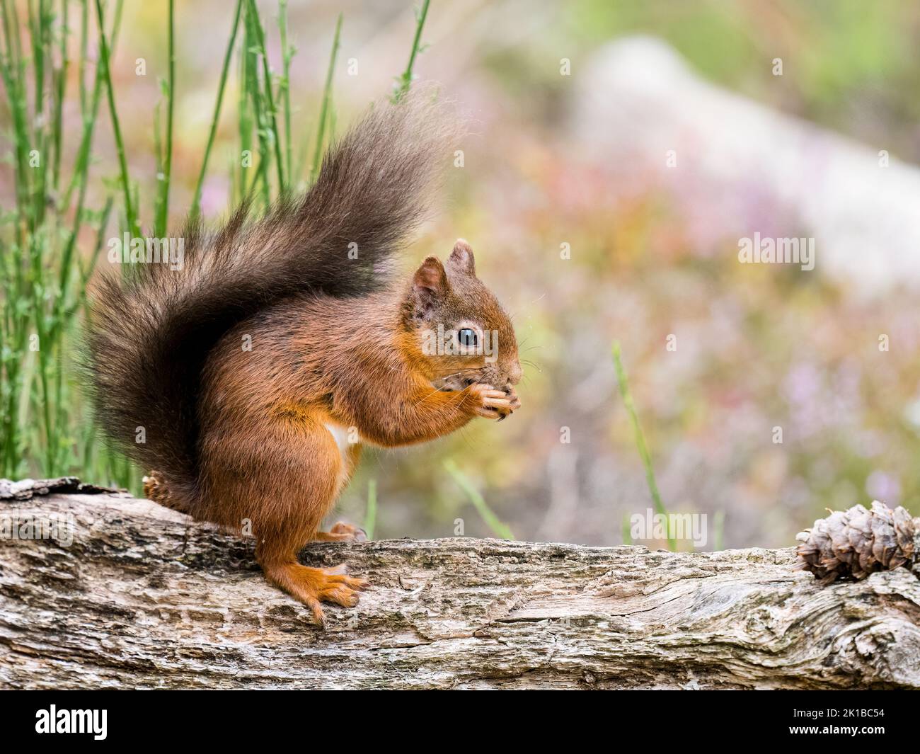 The native red squirrel in Scottish woodlands Stock Photo - Alamy