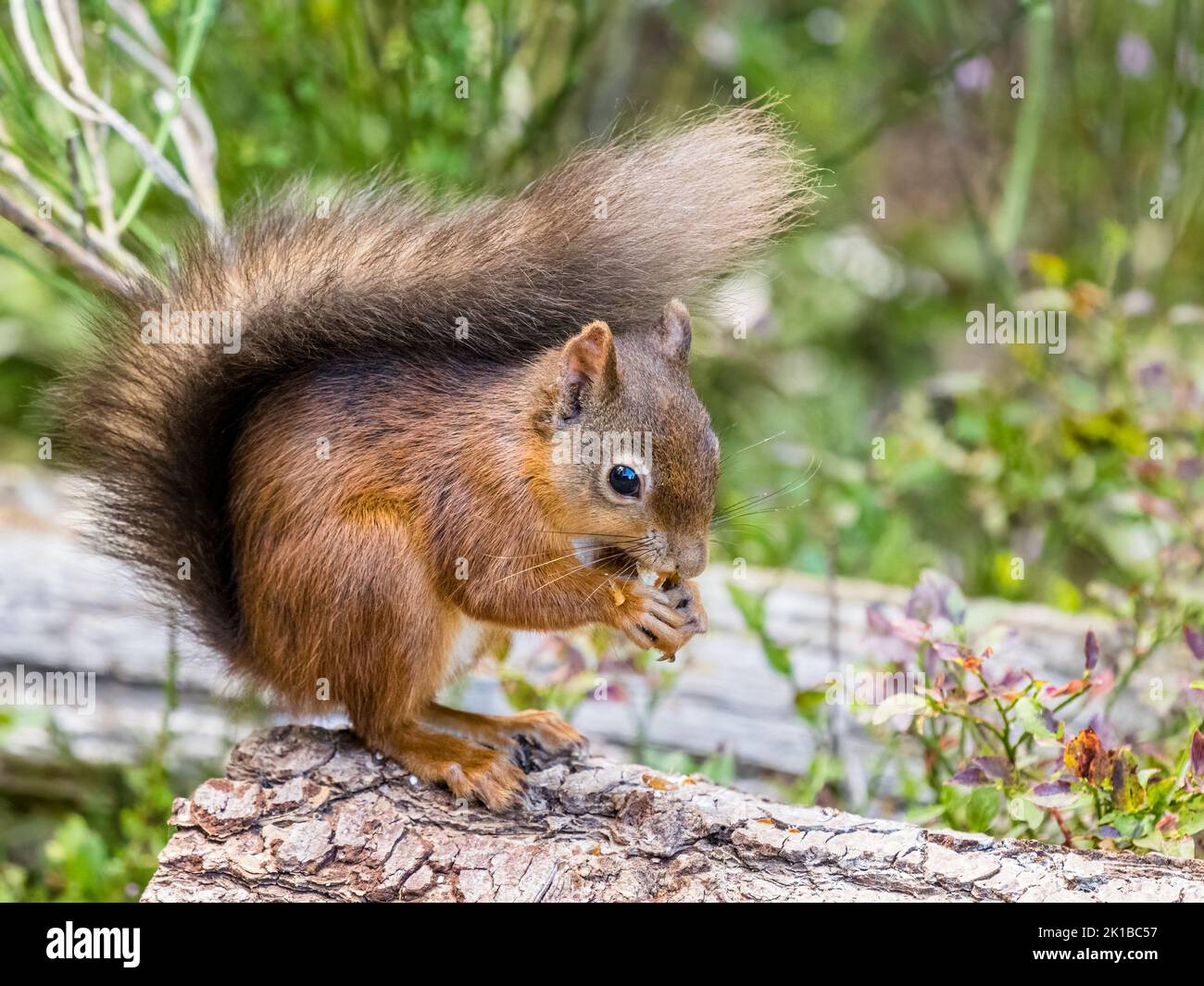 The native red squirrel in Scottish woodlands Stock Photo - Alamy
