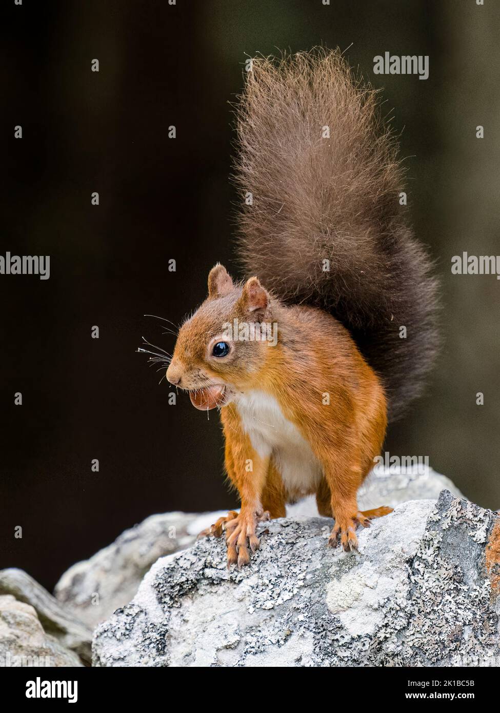 The native red squirrel in Scottish woodlands Stock Photo - Alamy