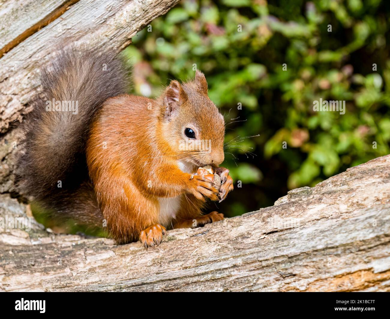 The native red squirrel in Scottish woodlands Stock Photo - Alamy