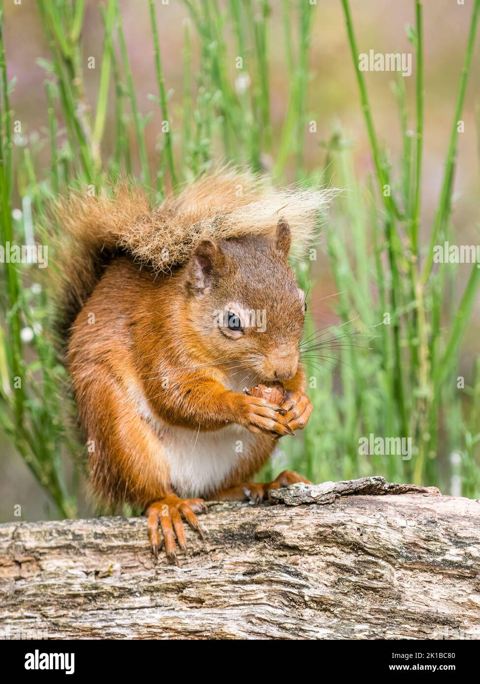 The native red squirrel in Scottish woodlands Stock Photo - Alamy